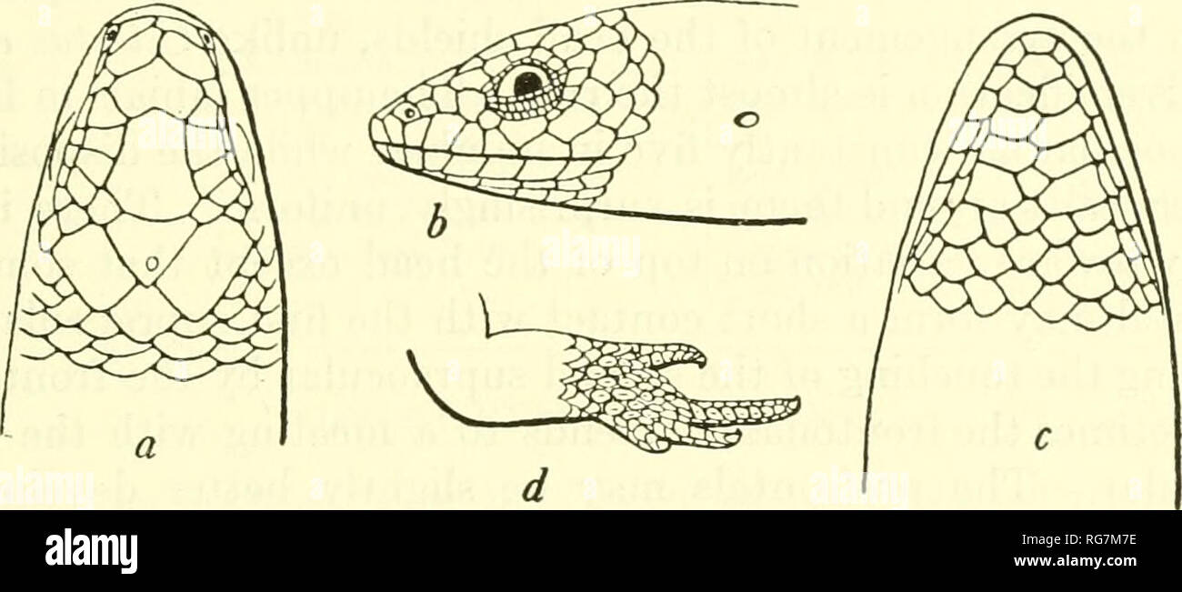 . Bulletin - United States National Museum. Science. THE HERPETOLOGY OF ...