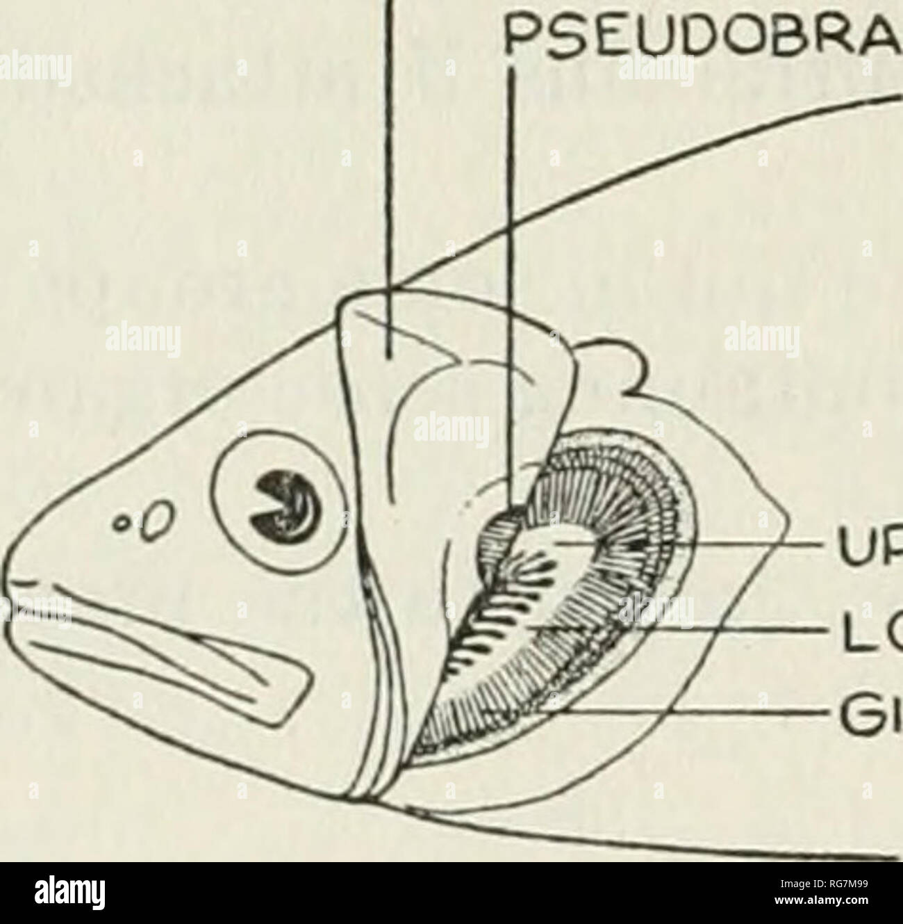 . Bulletin - United States National Museum. Science. pqeopercle ...