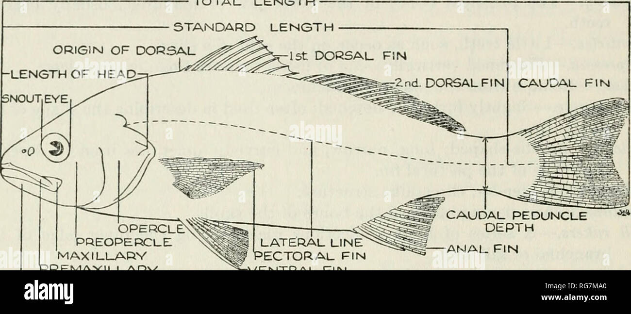 . Bulletin - United States National Museum. Science. 12 BULLETIN 189, UNITED STATES NATIONAL ...
