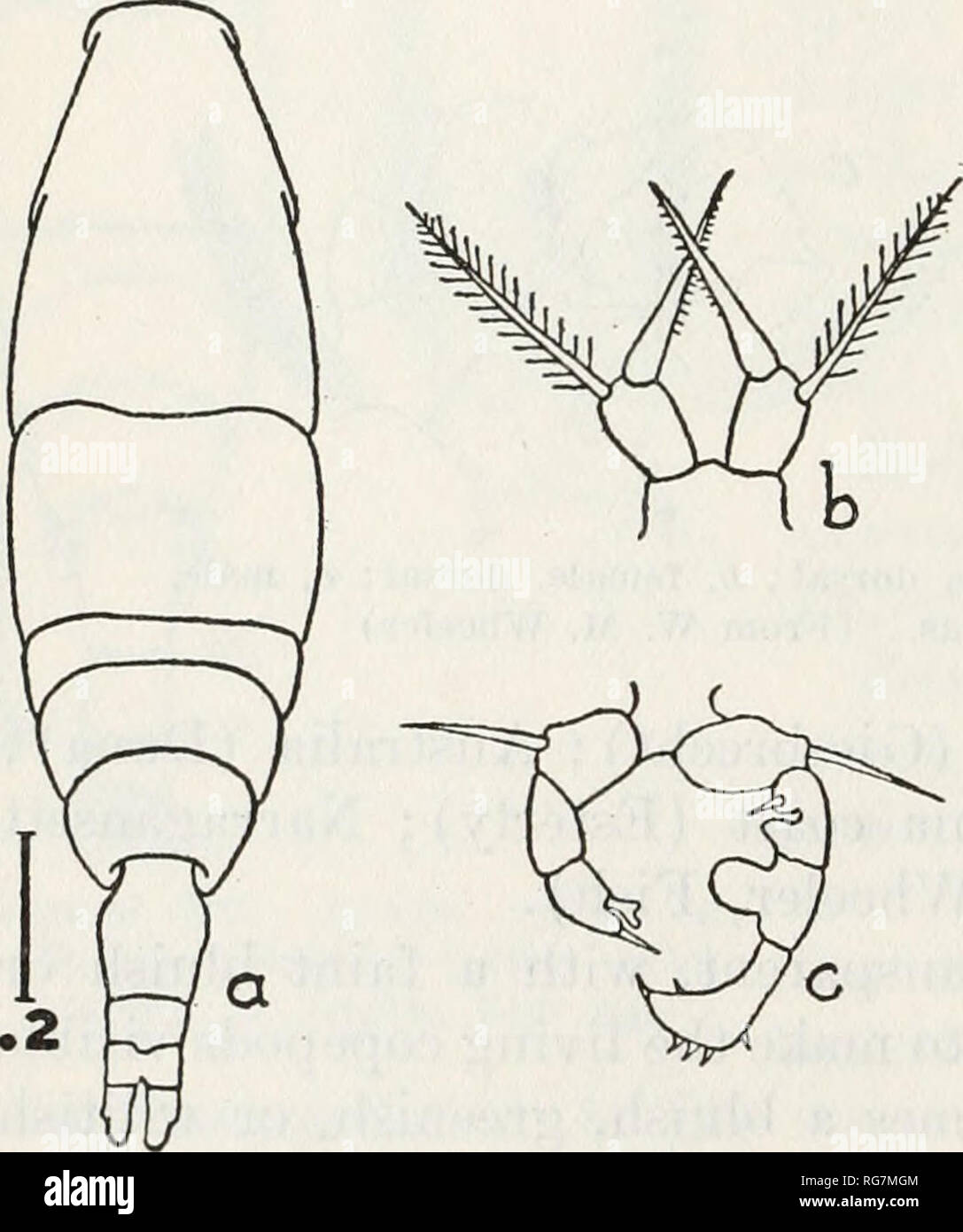 Compion hi-res stock photography and images - Alamy