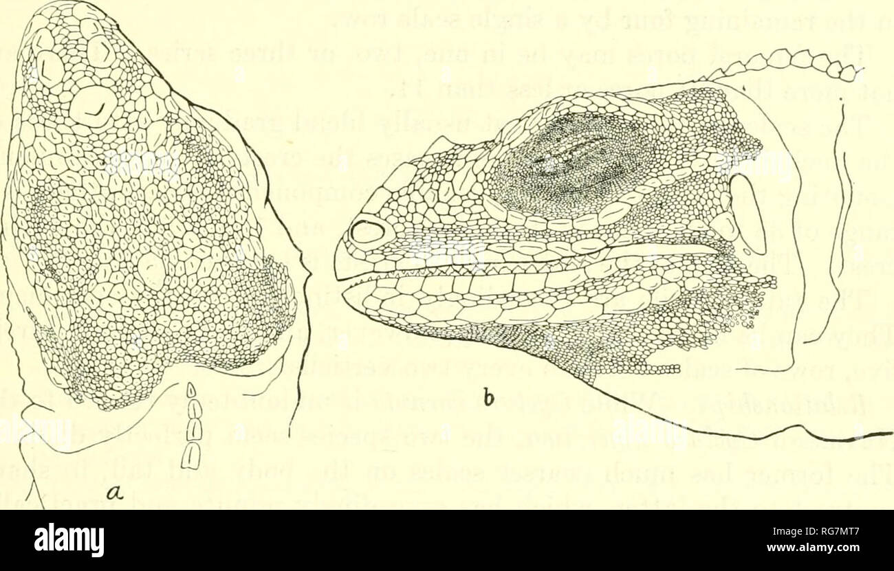 . Bulletin - United States National Museum. Science. THE HERPETOLOGY OF ...