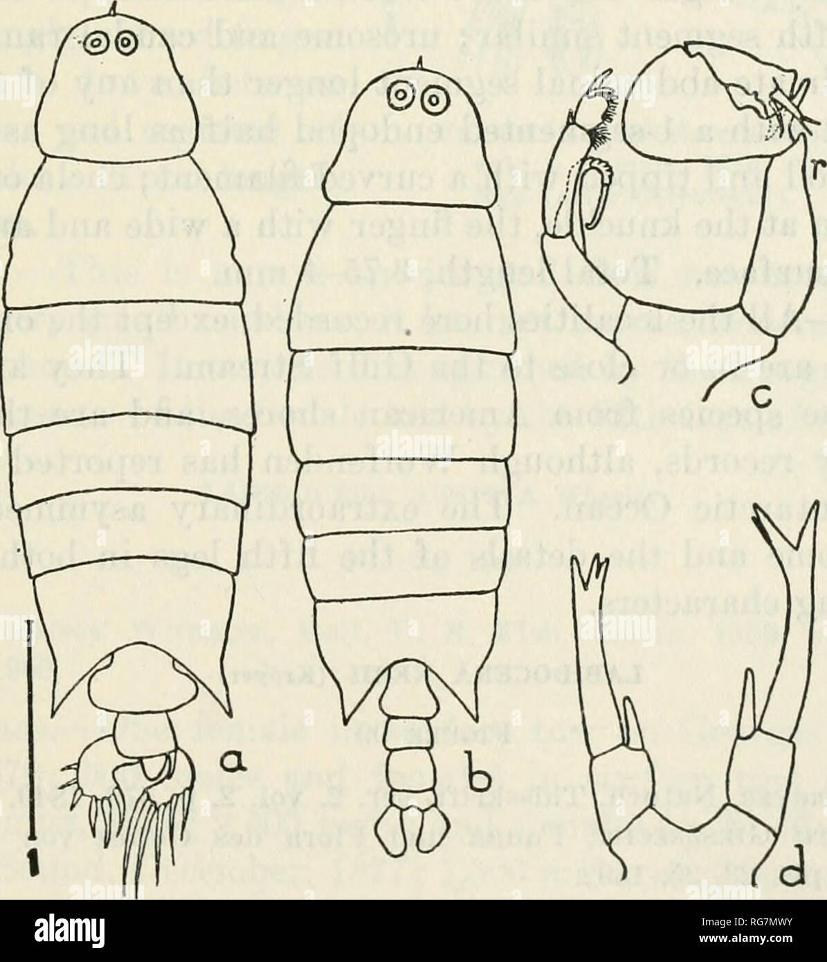 Labidocera acutifrons hi-res stock photography and images - Alamy