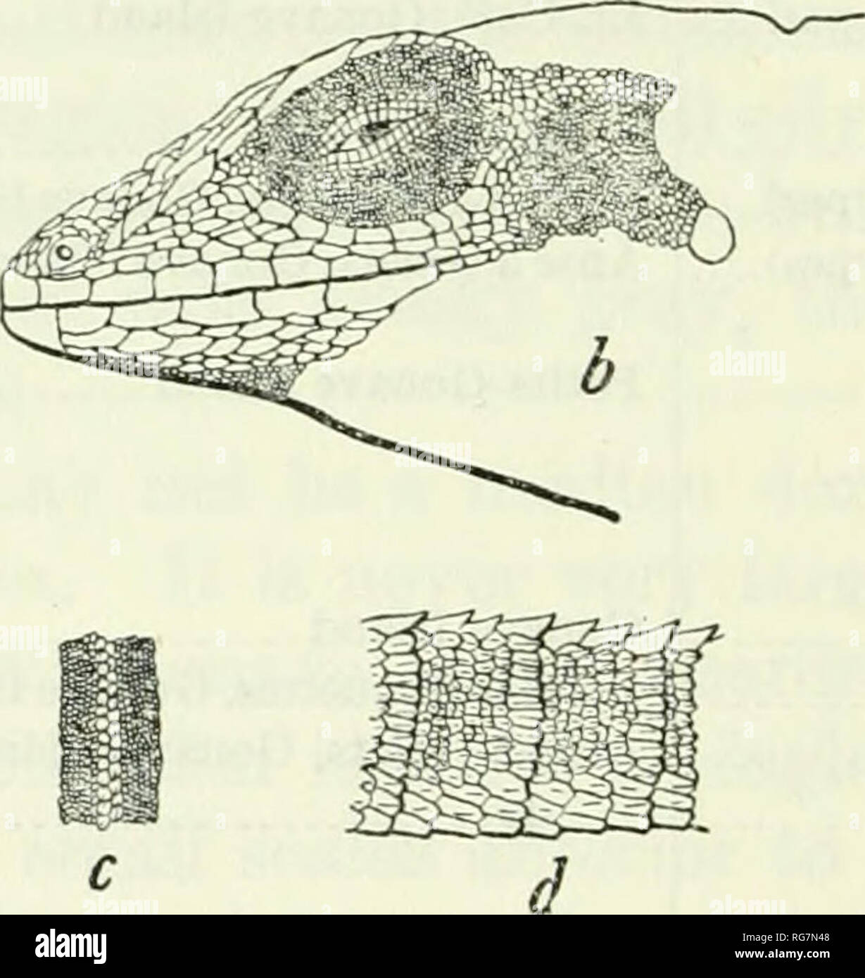 U shaped snout hi-res stock photography and images - Alamy