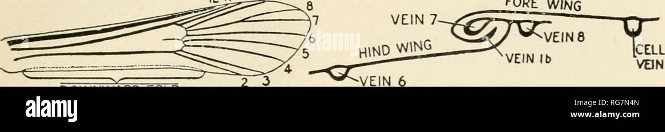 Locking wing hi-res stock photography and images - Alamy