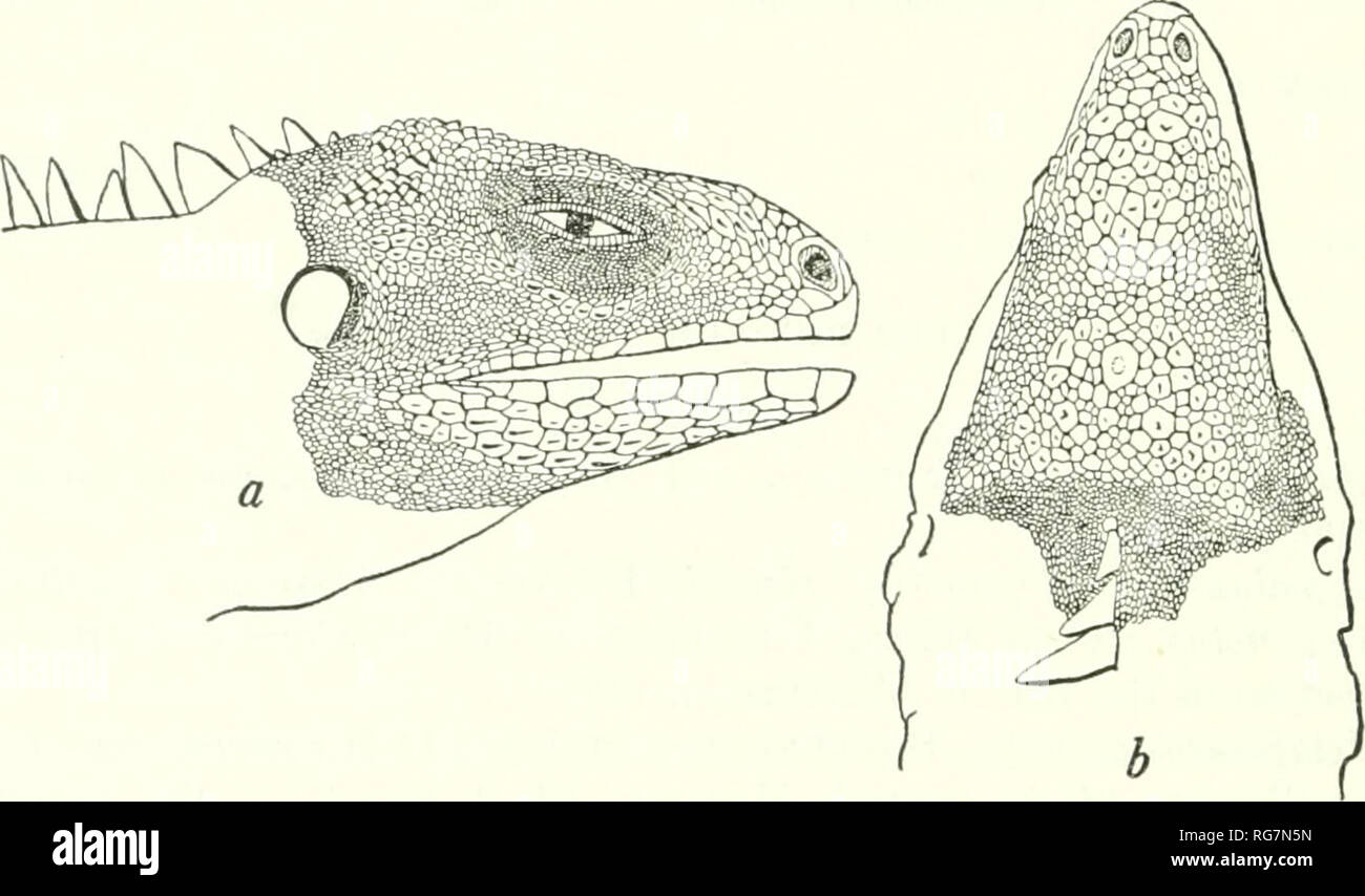 Supraocular scale hi-res stock photography and images - Alamy