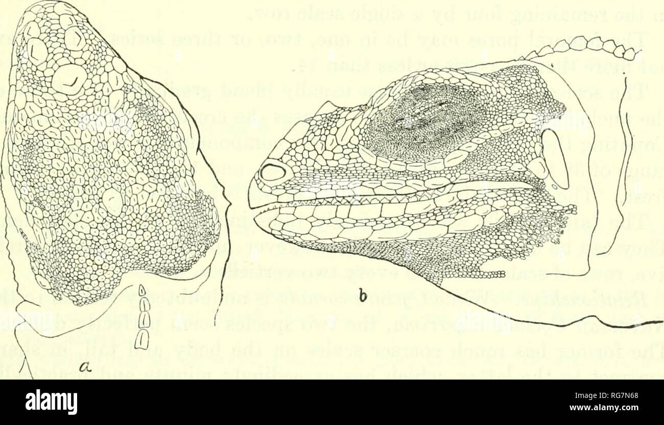 . Bulletin - United States National Museum. Science. THE HERPETOLOGY OF ...
