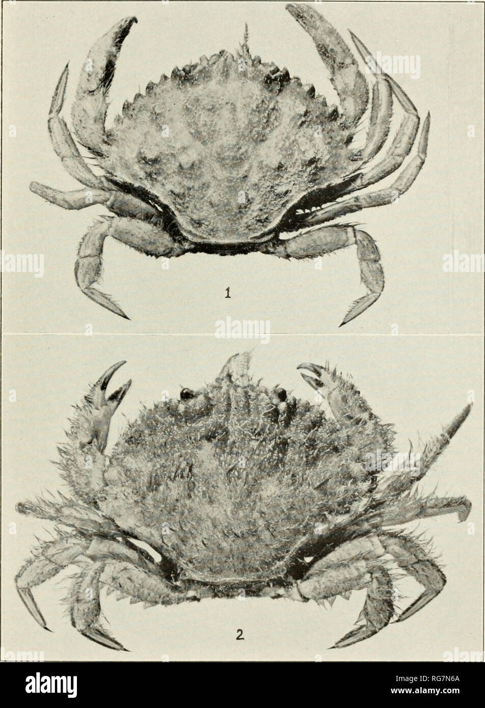 Cancer antennarius hi-res stock photography and images - Alamy