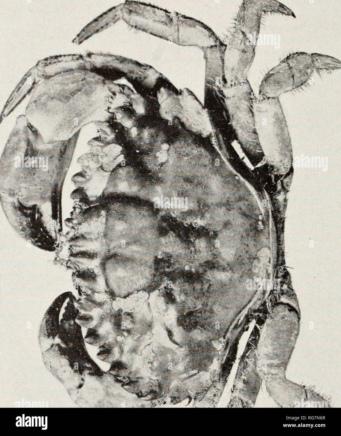 Cancer antennarius hi-res stock photography and images - Alamy