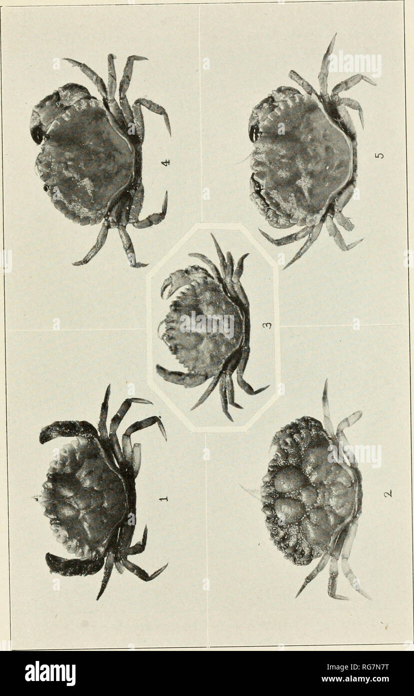 Cancer amphioetus hi-res stock photography and images - Alamy