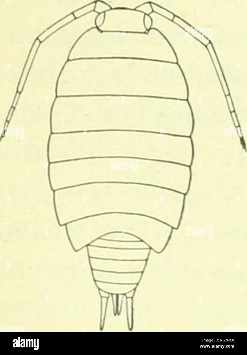 . Bulletin - United States National Museum. Science. ISOPODS OF NOETH ...