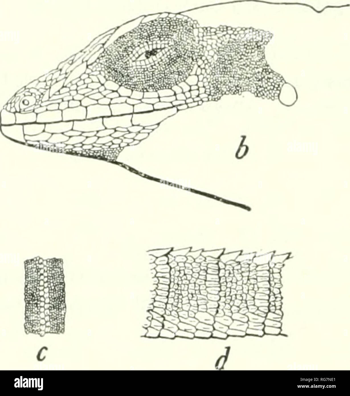 . Bulletin - United States National Museum. Science. Figure 53.—Anolis ...