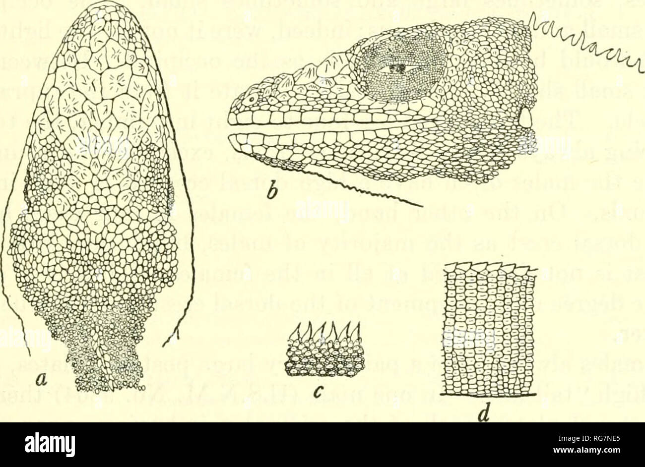 Hexagonal Scales High Resolution Stock Photography and Images - Alamy
