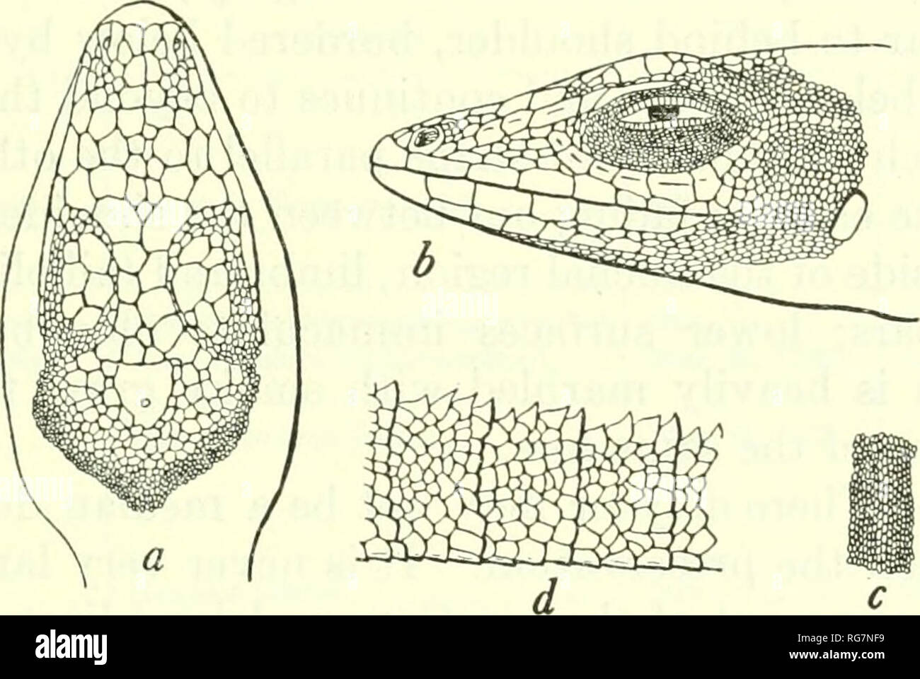 Supraocular scales hi-res stock photography and images - Alamy