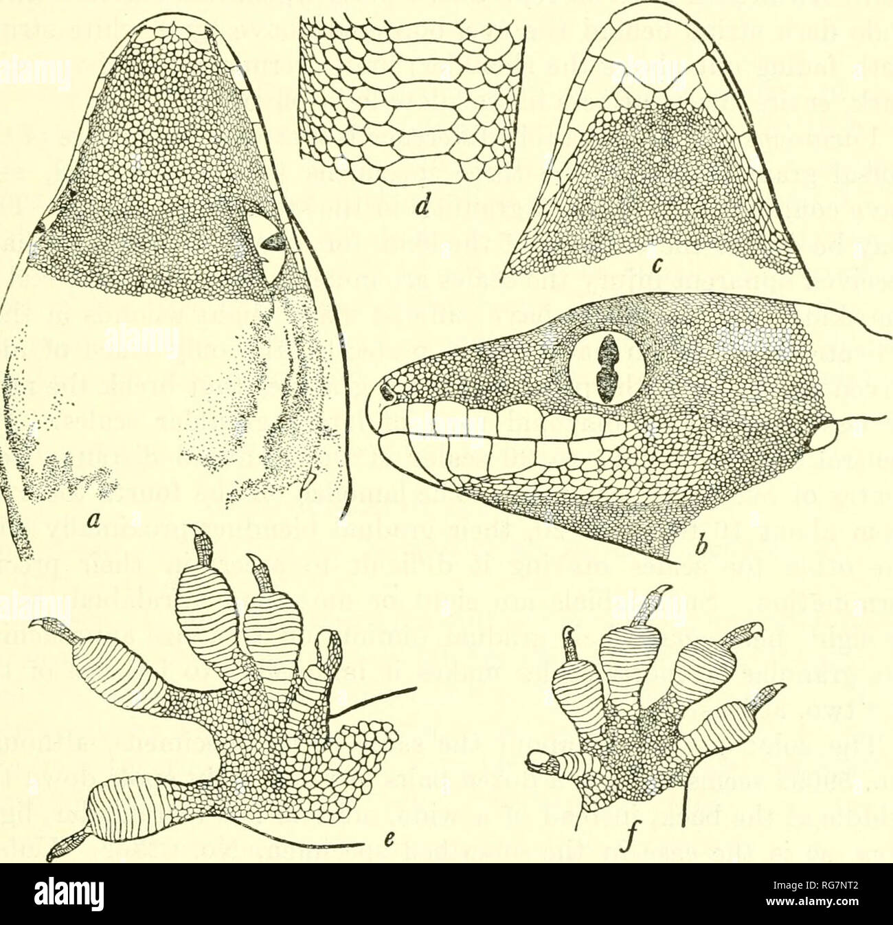 . Bulletin - United States National Museum. Science. THE HERPETOLOGY OF ...