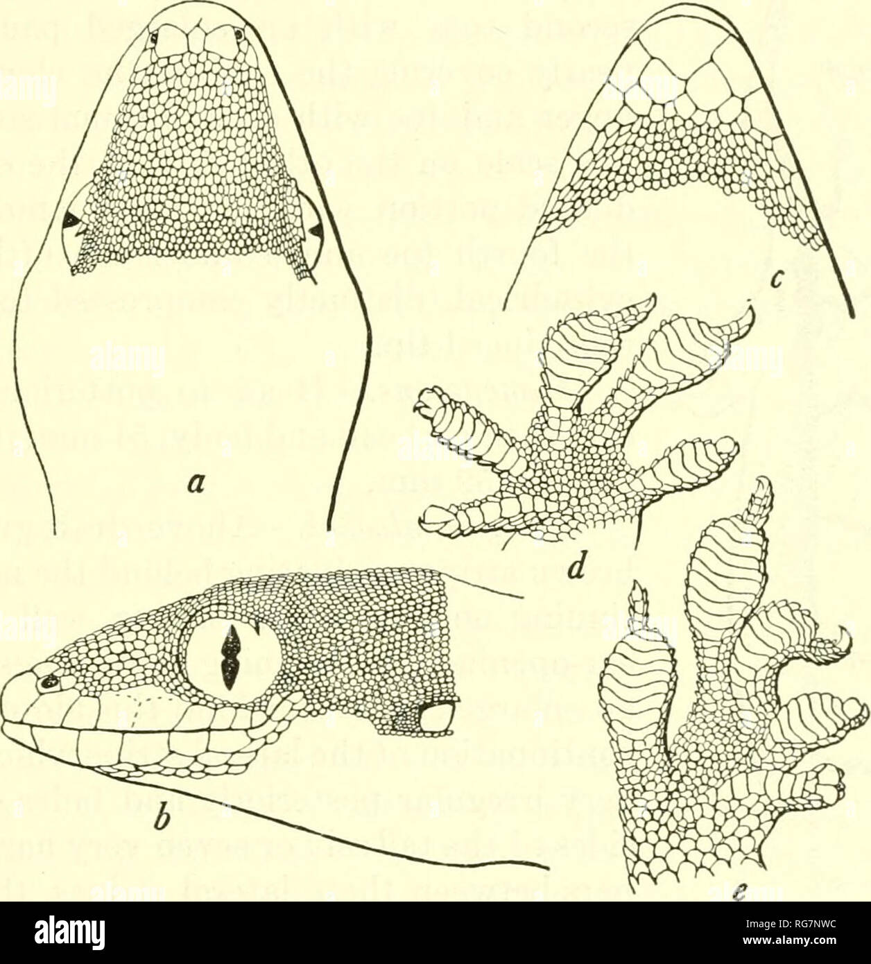 Hexagonal scales hi-res stock photography and images - Alamy