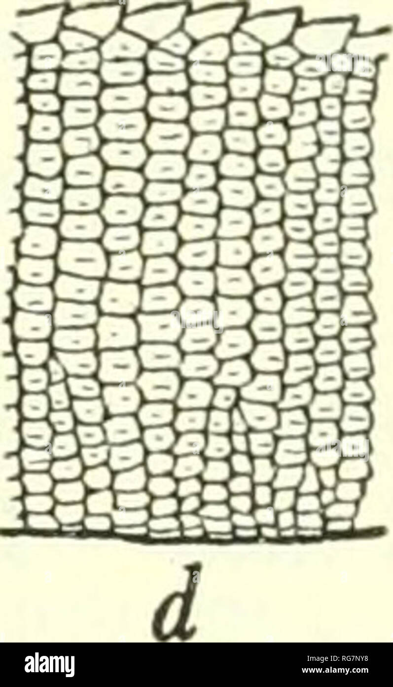 Caudal crest hi-res stock photography and images - Alamy