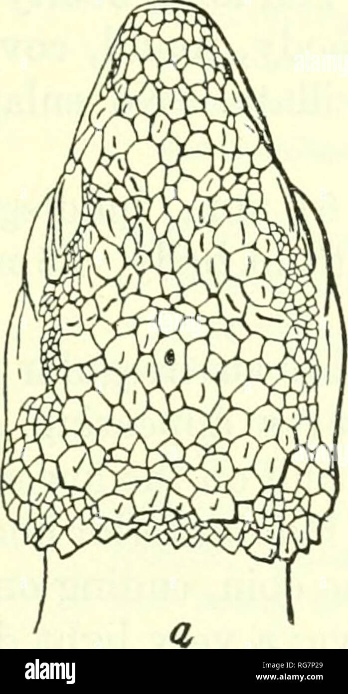 Suborbital Ridges Toe