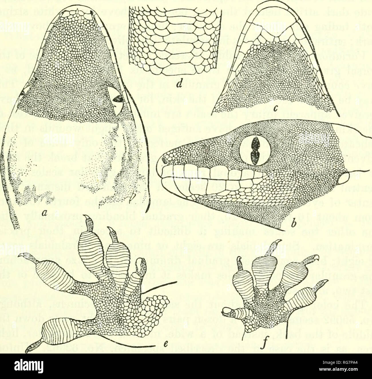 Rostral scale hi-res stock photography and images - Alamy
