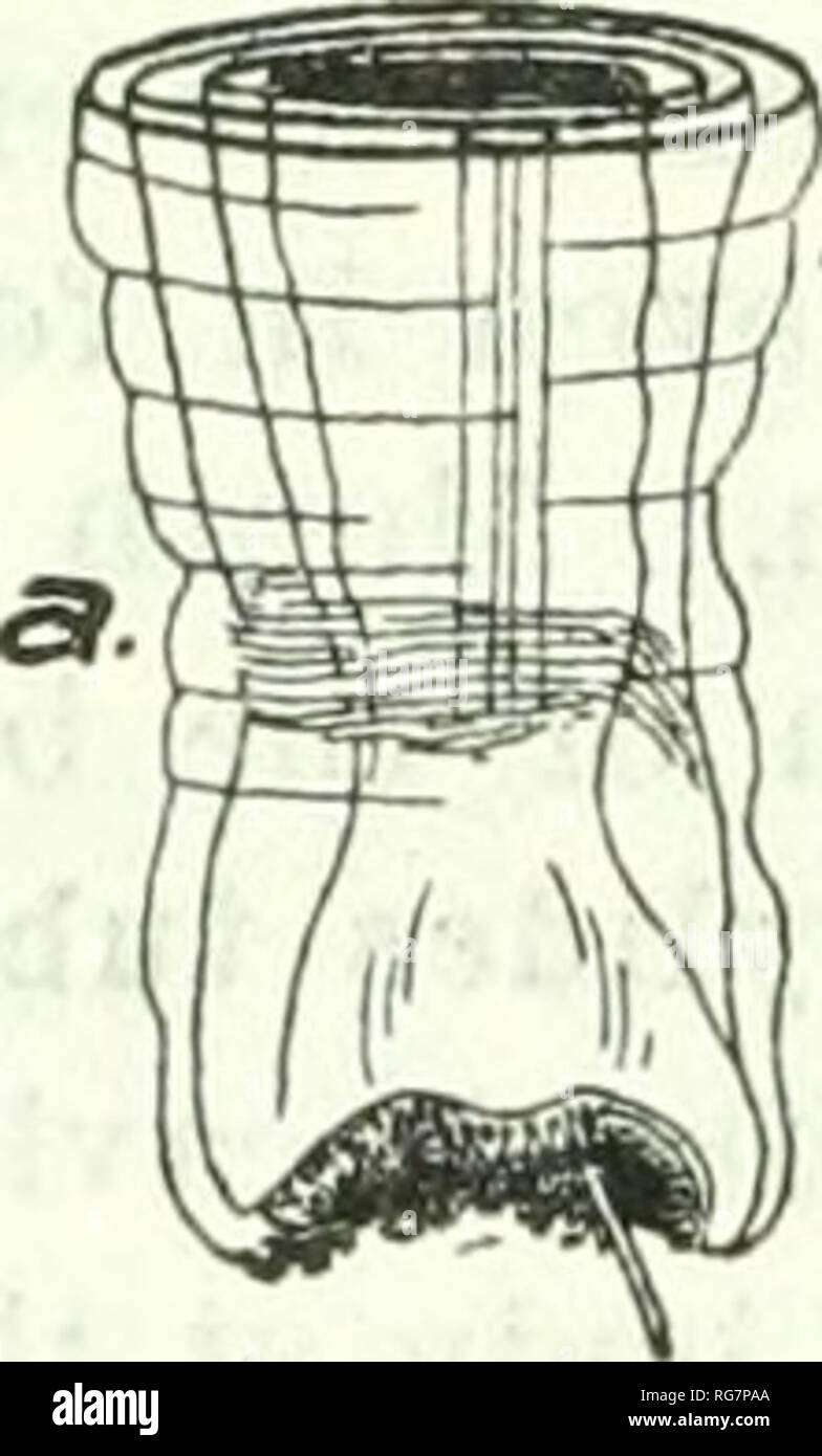 Ciurea hi-res stock photography and images - Alamy