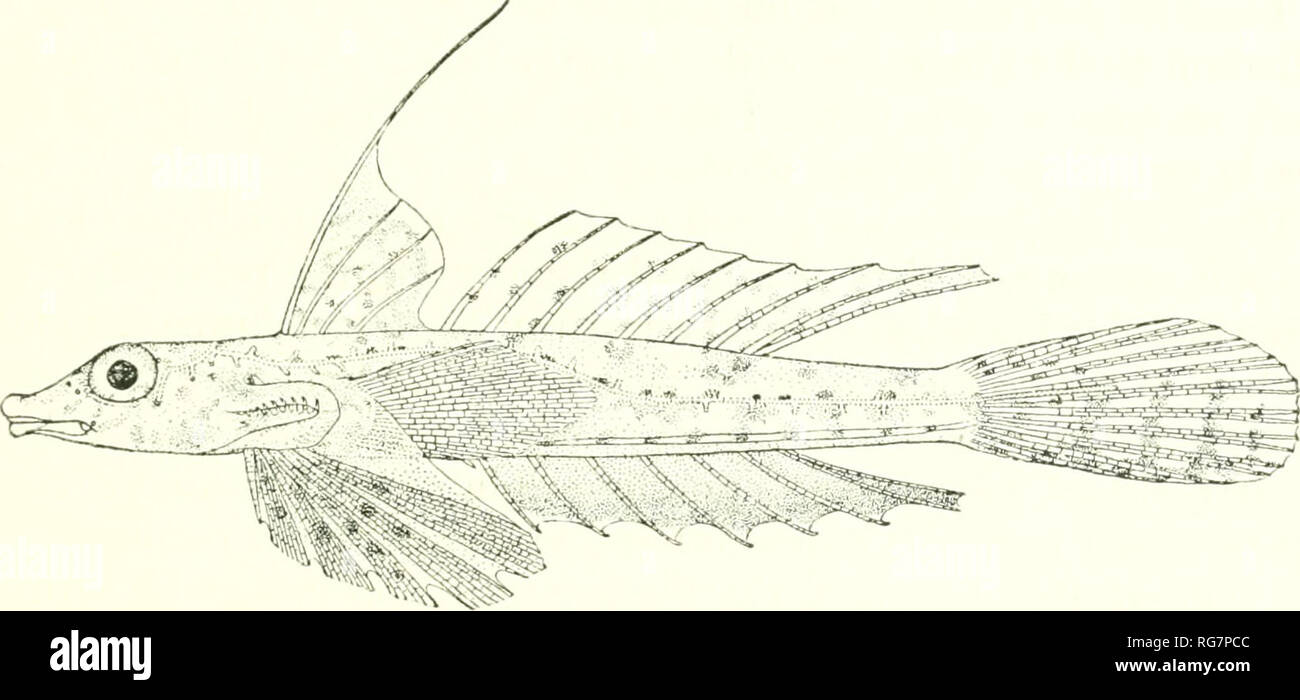 Preopercular spine hi-res stock photography and images - Alamy