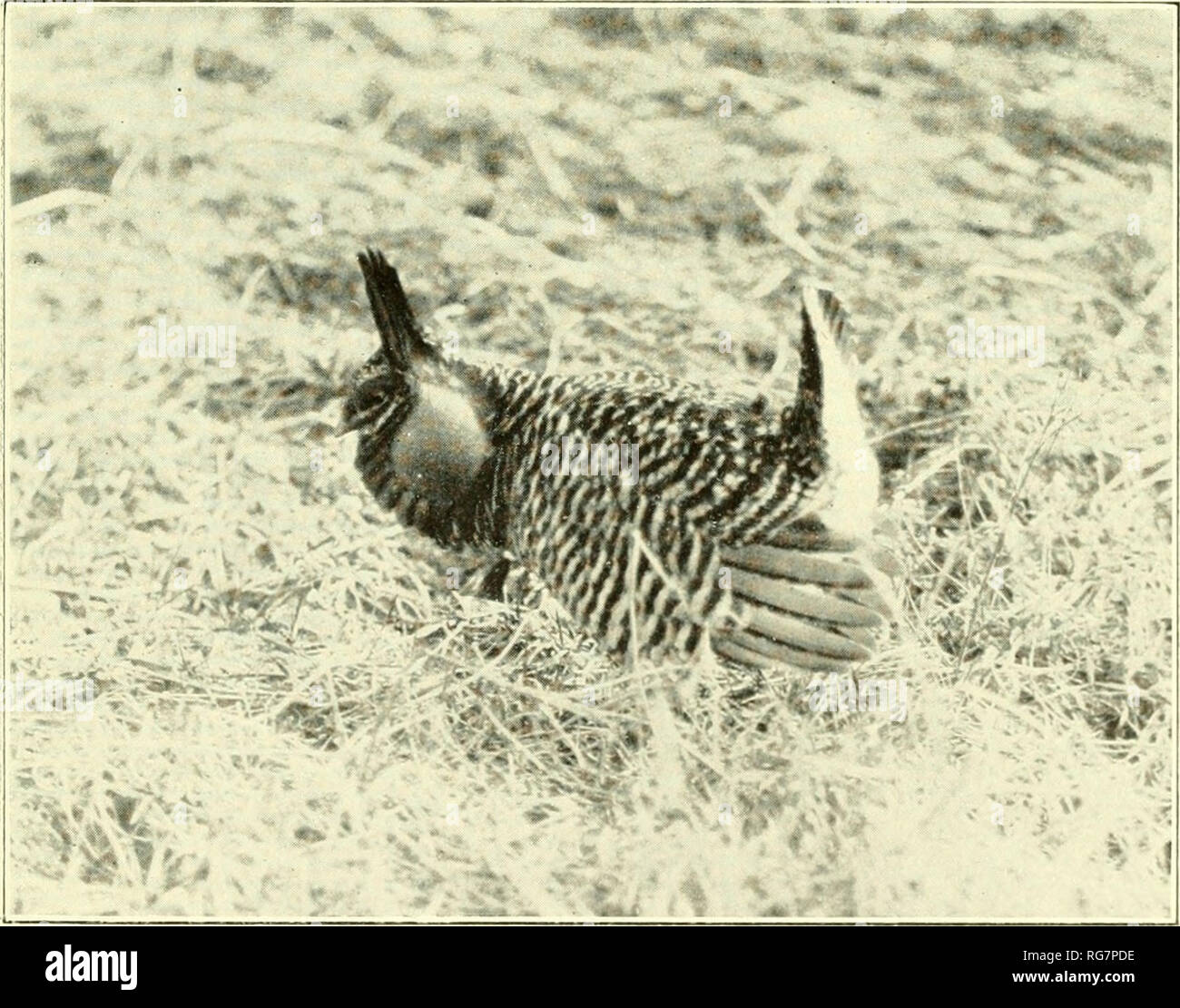 Heath hen hi-res stock photography and images - Alamy