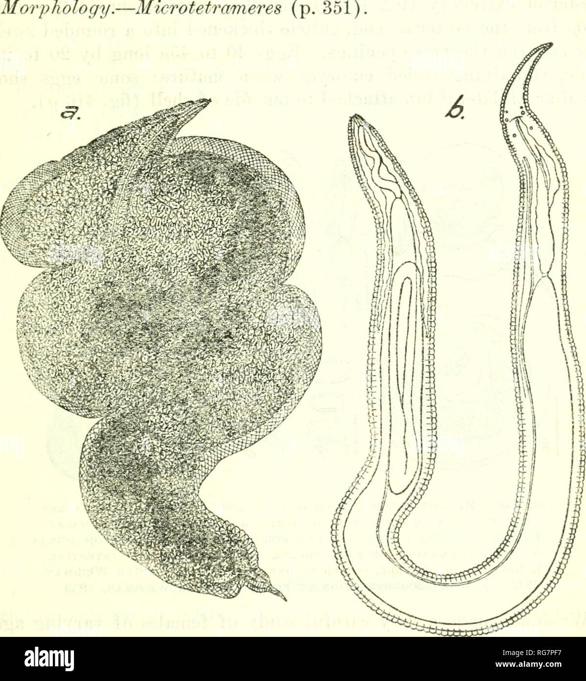 . Bulletin - United States National Museum. Science. NEMATODE PARASITES ...