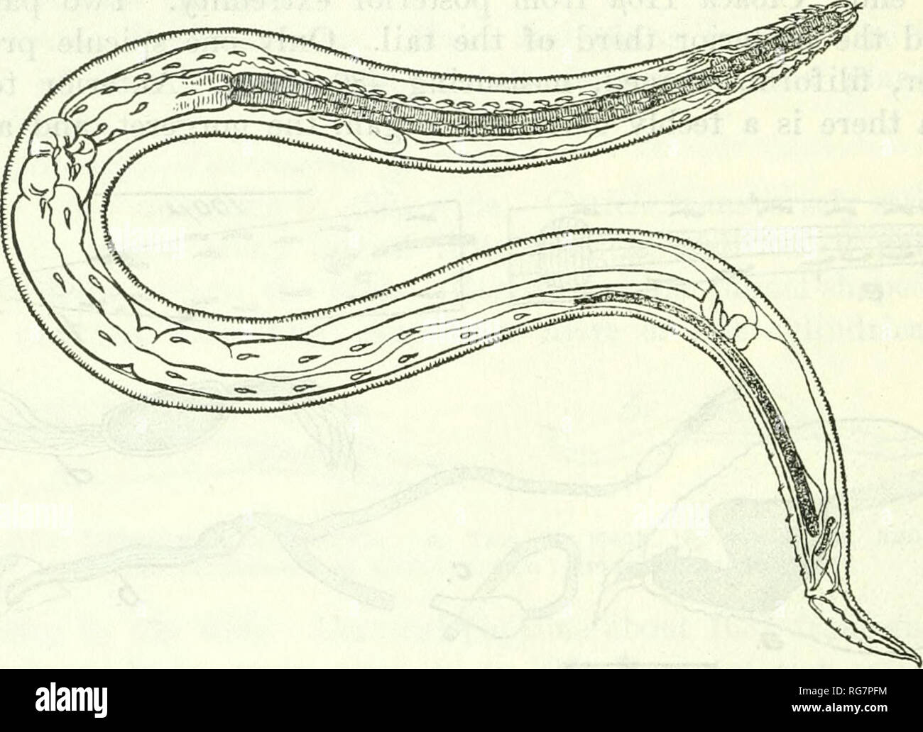 Embryonated egg hi-res stock photography and images - Alamy