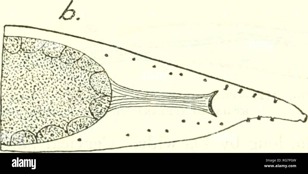 . Bulletin - United States National Museum. Science. Fig. 411 ...