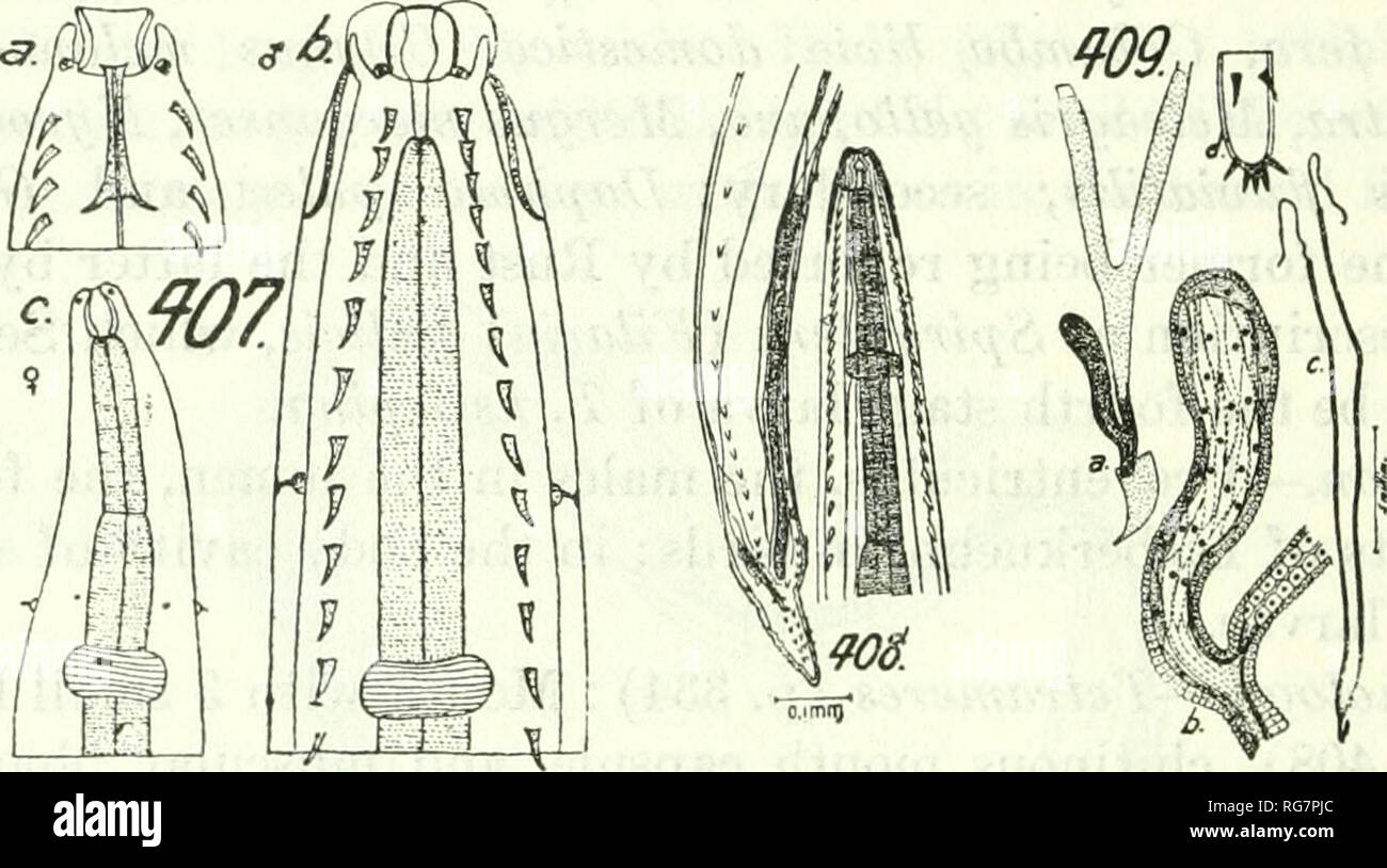 Cephalic alae hi-res stock photography and images - Alamy