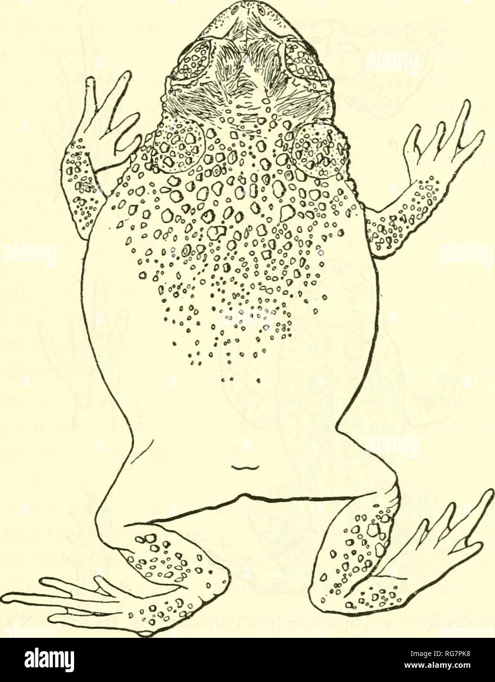 . Bulletin - United States National Museum. Science. THE HERPETOLOGY OF ...