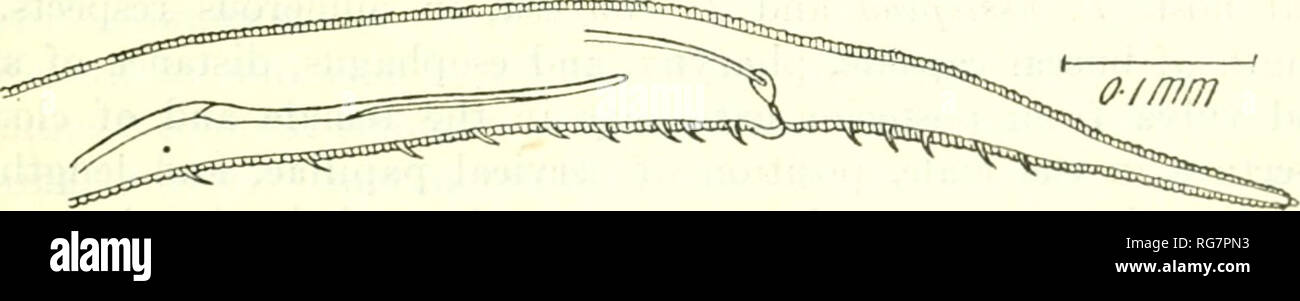 Tail is 3 4 length of body hi-res stock photography and images - Alamy