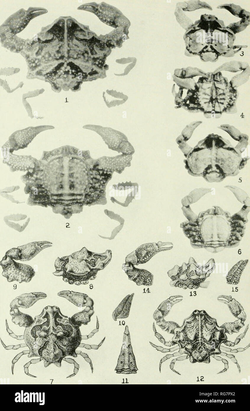 . Bulletin - United States National Museum. Science. U. S. NATIONAL ...