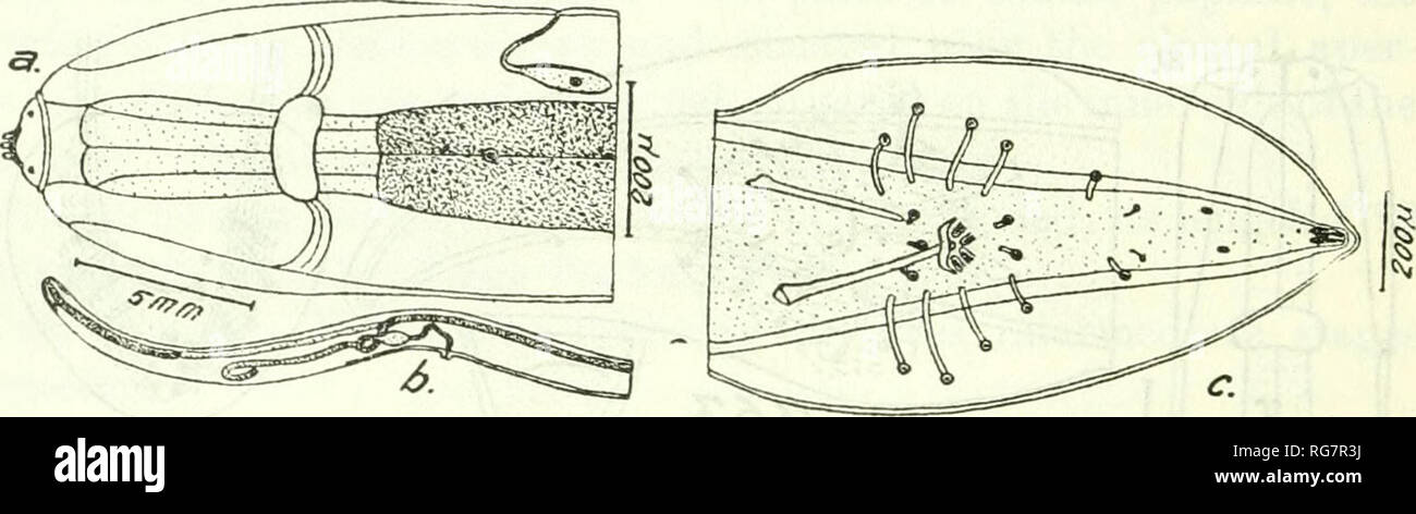 Cephalic alae hi-res stock photography and images - Alamy