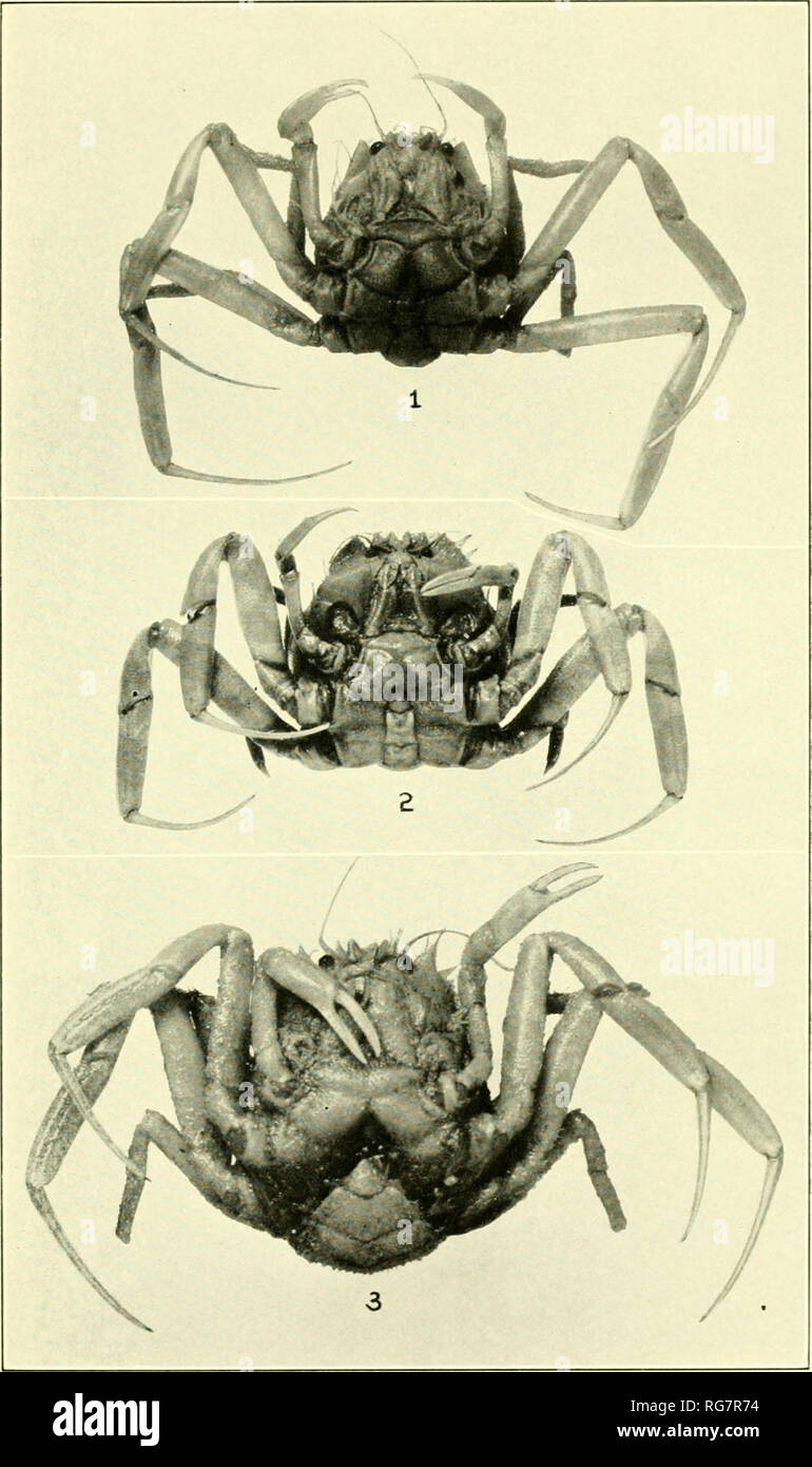 Ethusa hi-res stock photography and images - Alamy