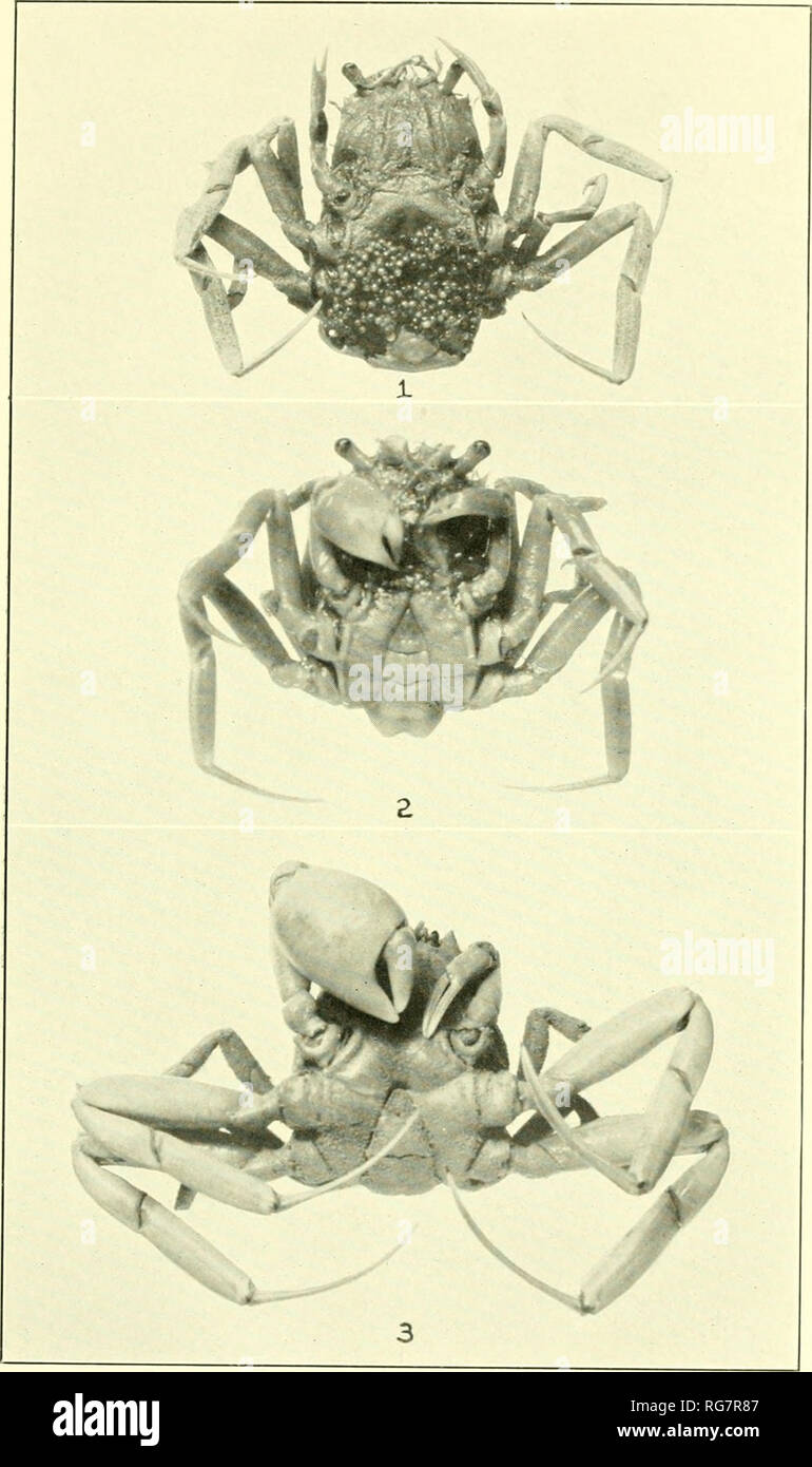 M ethusa hi-res stock photography and images - Alamy