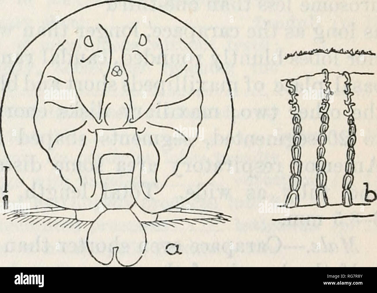 Argulus fish hi-res stock photography and images - Alamy