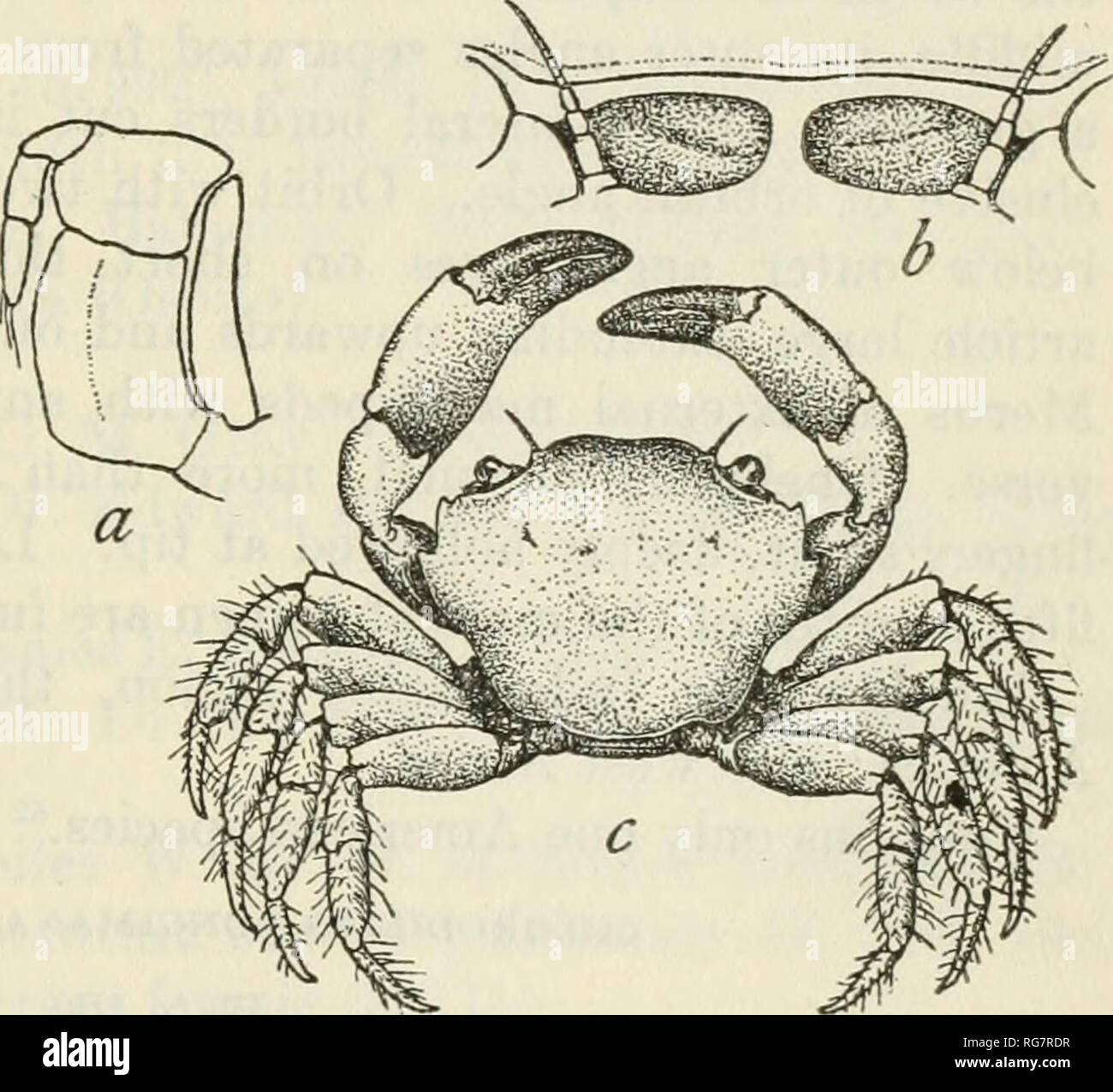 . Bulletin - United States National Museum. Science. THE CANCROID CRABS ...