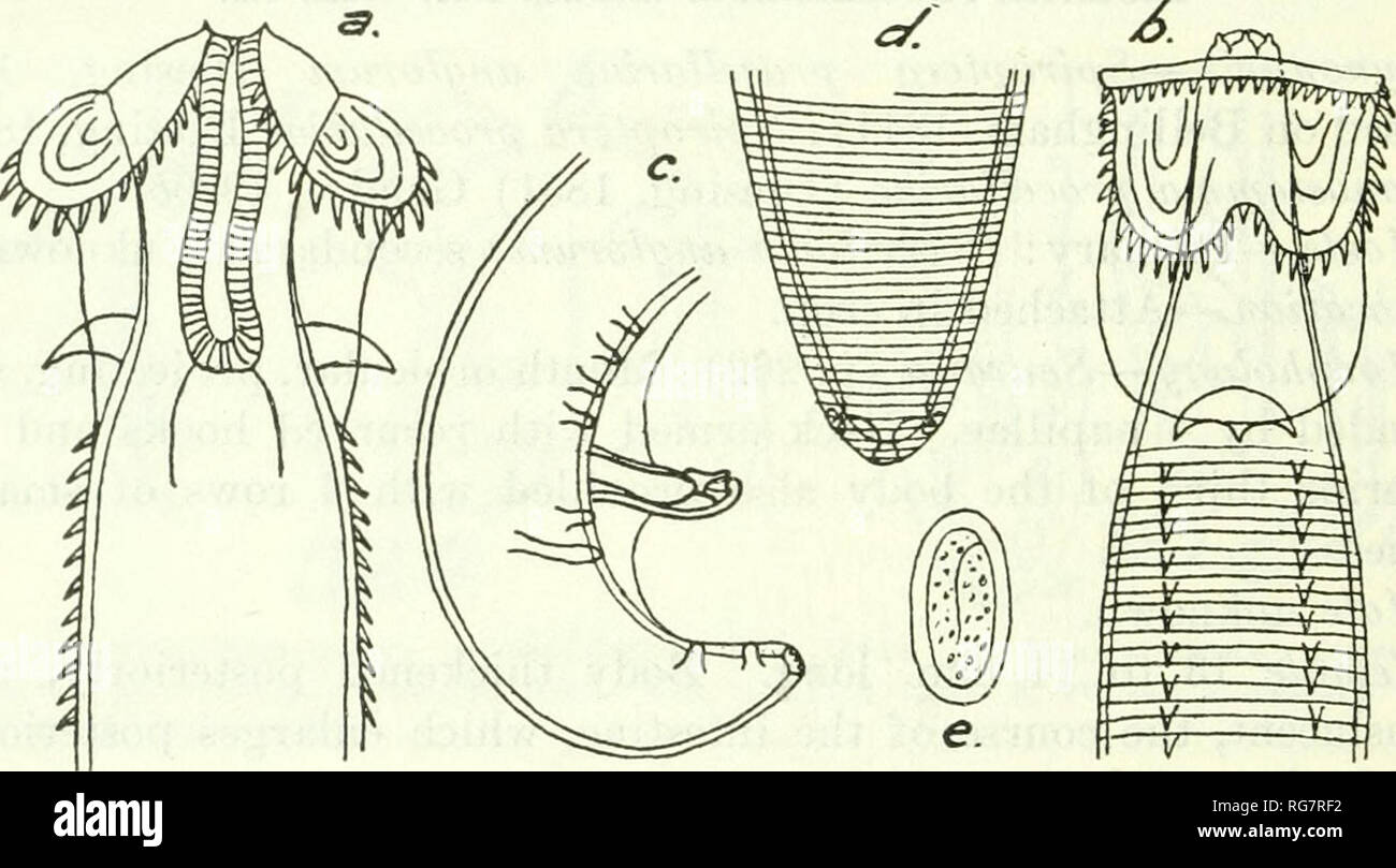 Trilobed body hi-res stock photography and images - Alamy