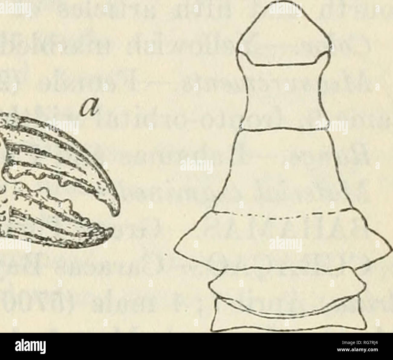 Arcturus cat hi-res stock photography and images - Alamy