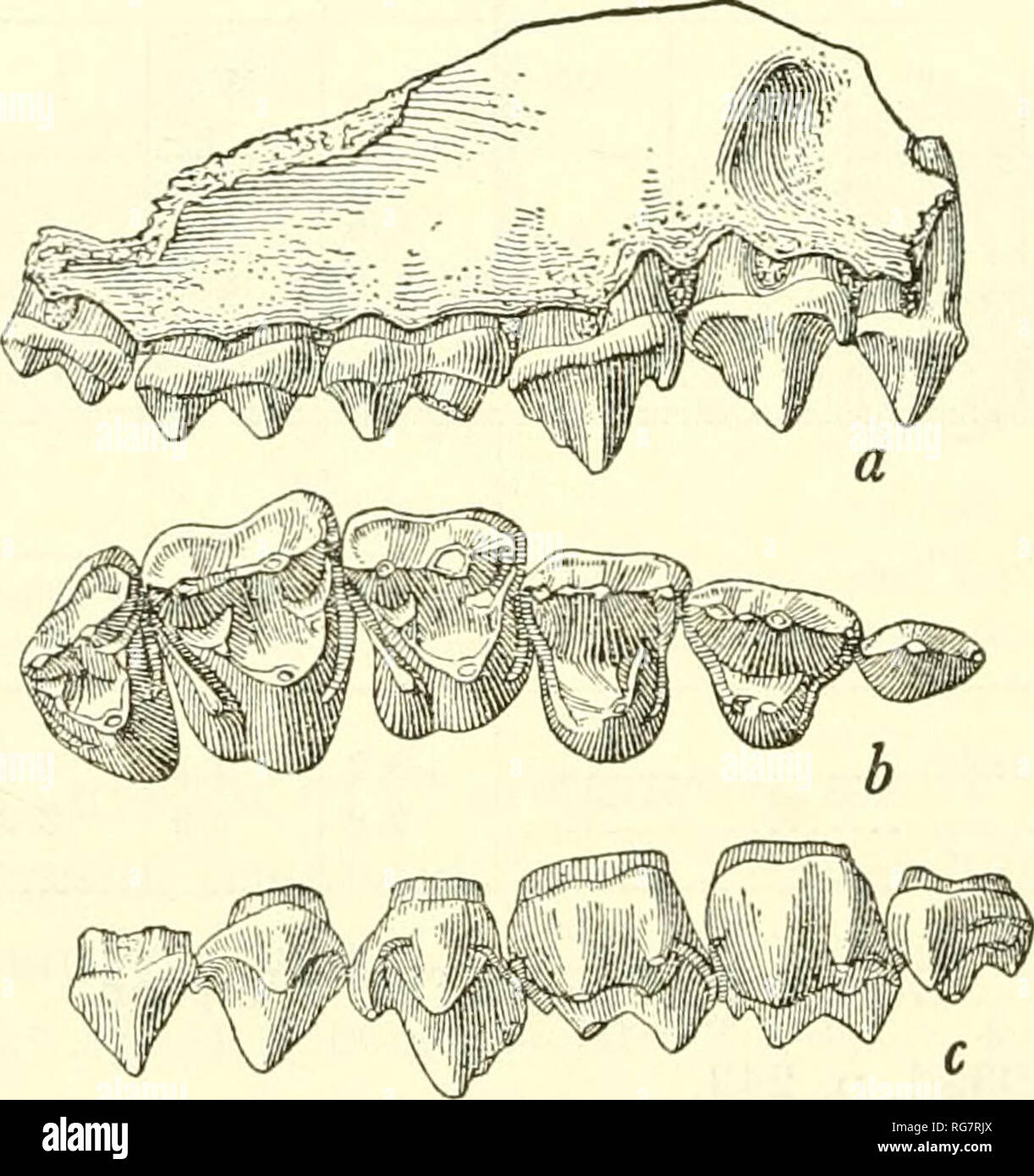 Simpson outline hi-res stock photography and images - Alamy