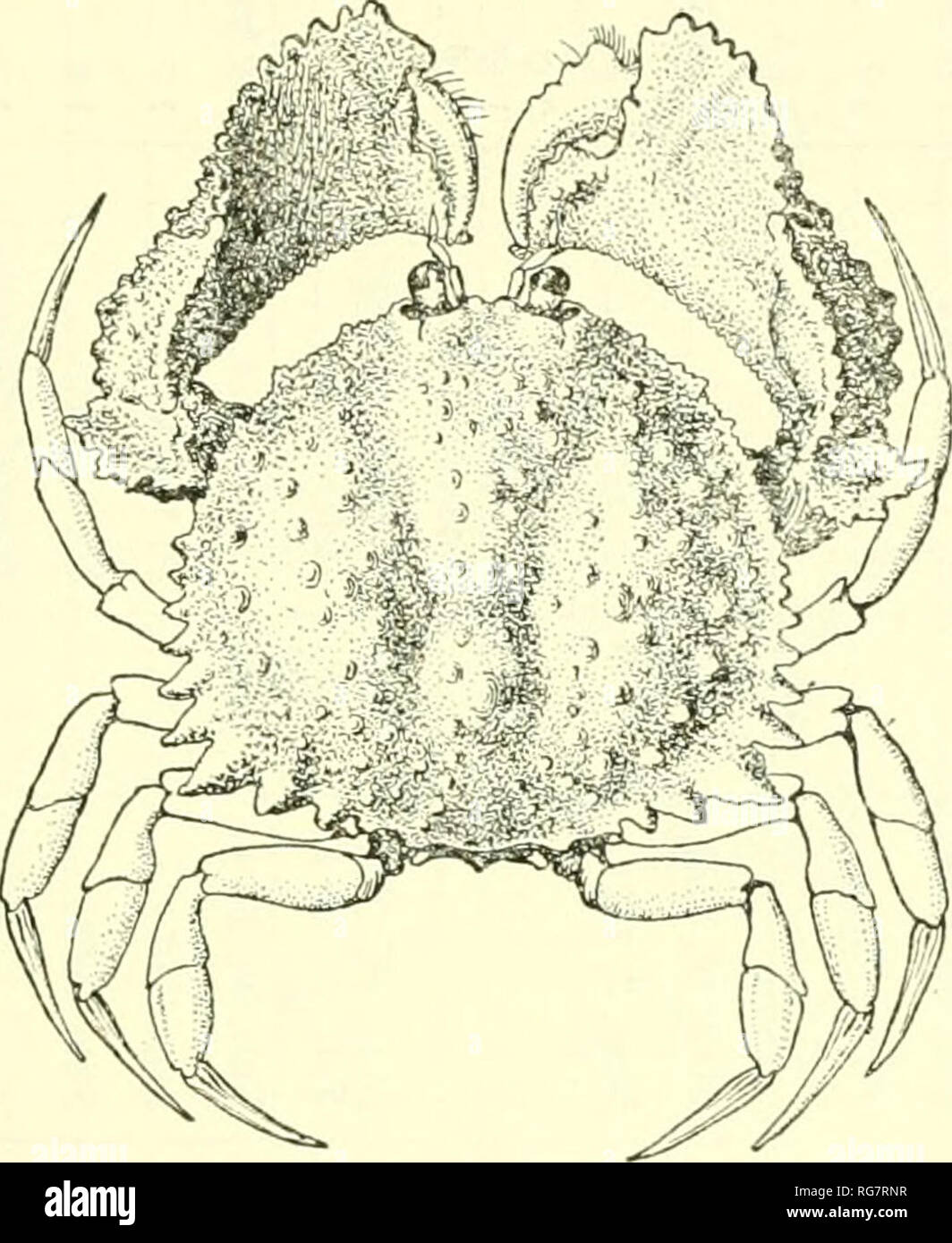 . Bulletin - United States National Museum. Science. OXYSTOMATOUS AND ...