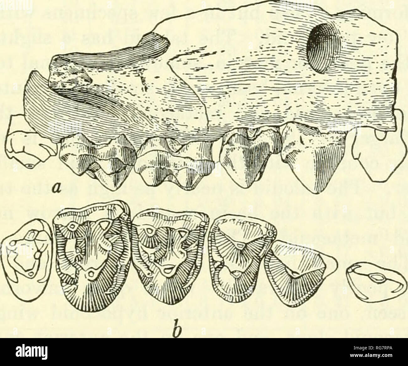 Simpson outline hi-res stock photography and images - Alamy