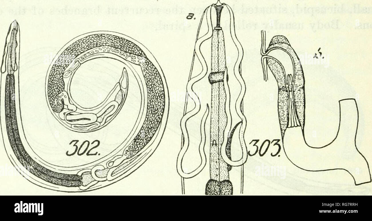Worm embryos hi-res stock photography and images - Alamy