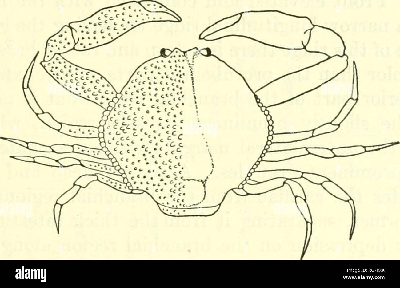 . Bulletin - United States National Museum. Science. OXYSTOMATOUS AND ...