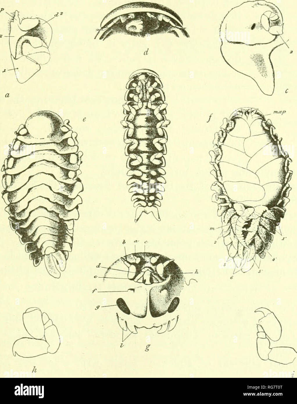 . Bulletin - United States National Museum. Science. ISOl'ODS OF NORTH ...