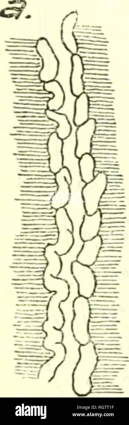 . Bulletin - United States National Museum. Science. NEMATODE PARASITES ...