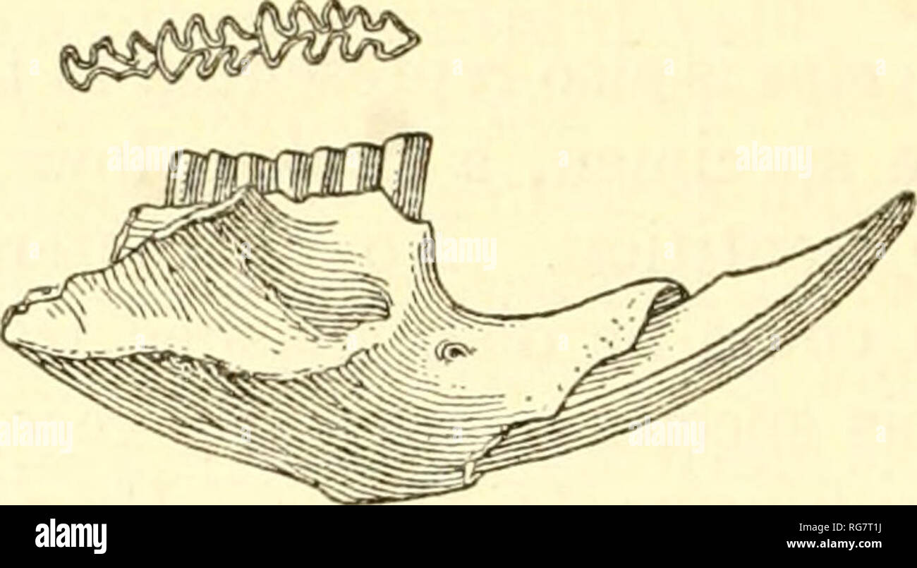 Microtine hi-res stock photography and images - Alamy