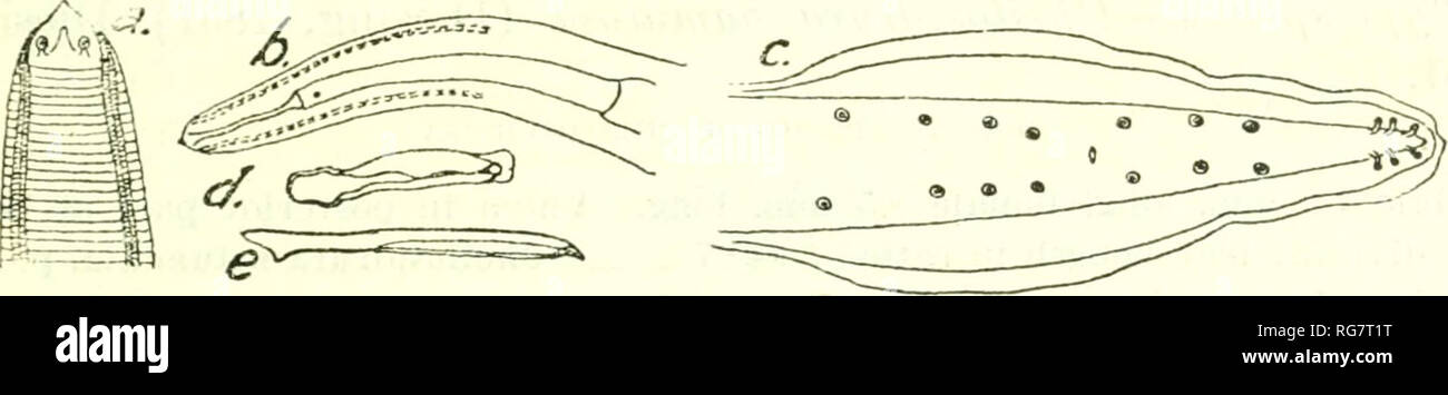 . Bulletin - United States National Museum. Science. NEMATODE PARASITES ...