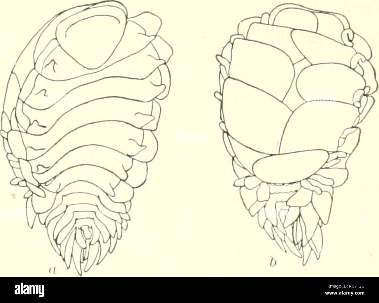 Mimida hi-res stock photography and images - Alamy