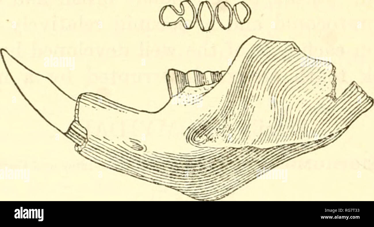 . Bulletin - United States National Museum. Science. 58 BULLETIN 171 ...